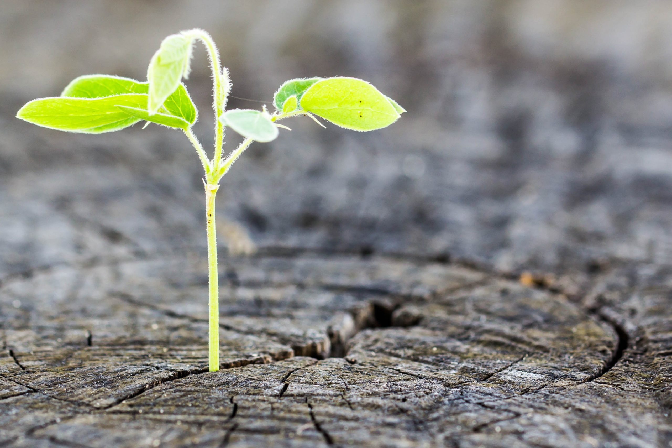 Tener esperanza dentro de la crisis global- Blog - La Biblia